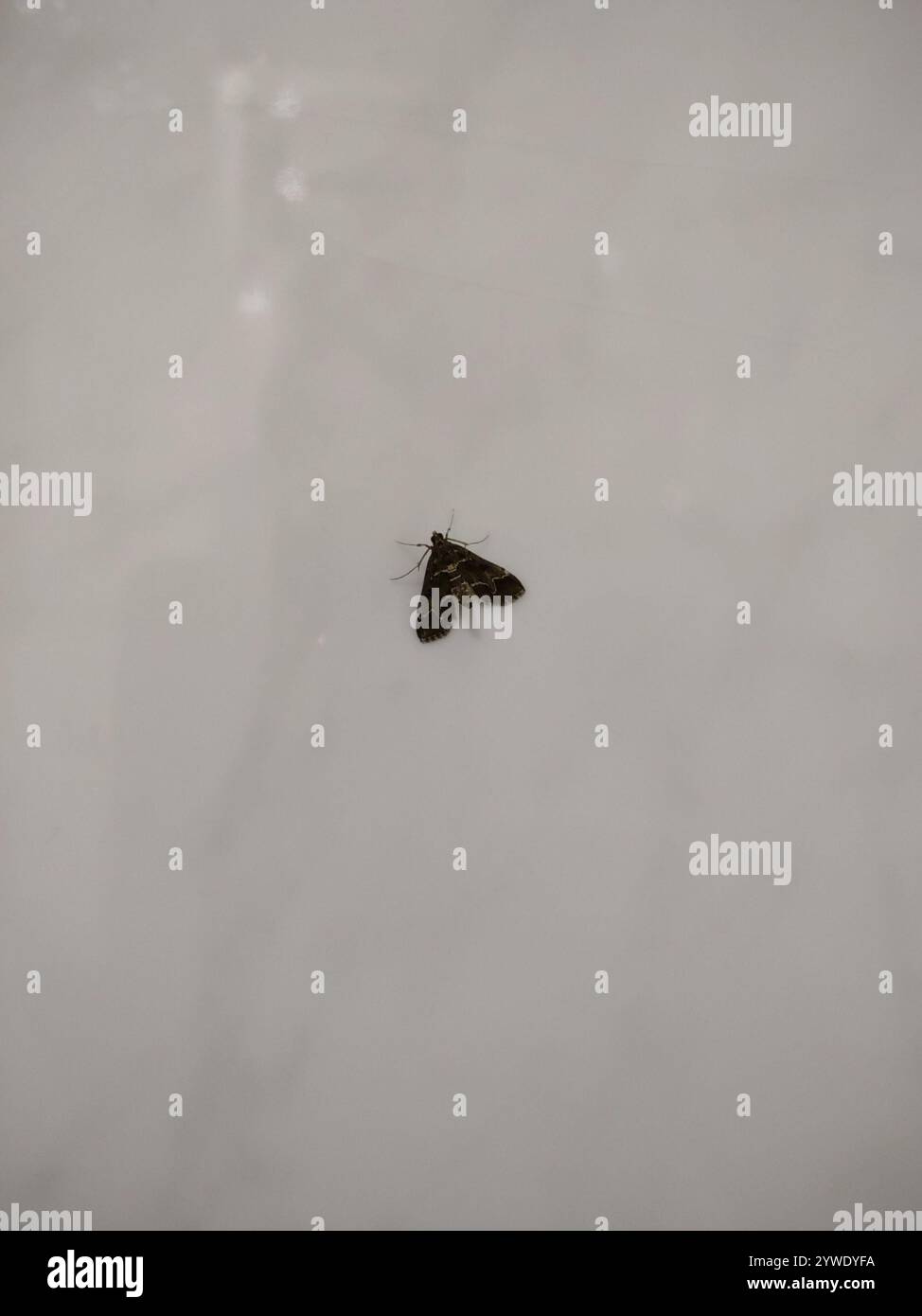 Pepper moth hi-res stock photography and images - Alamy