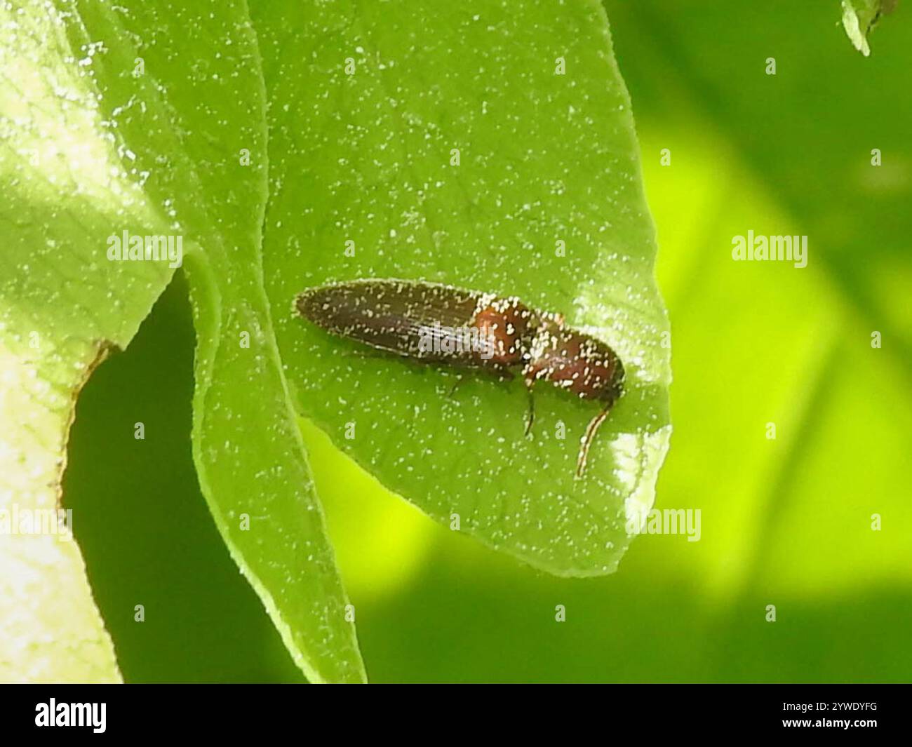 Click Beetles (Elateridae Stock Photo - Alamy