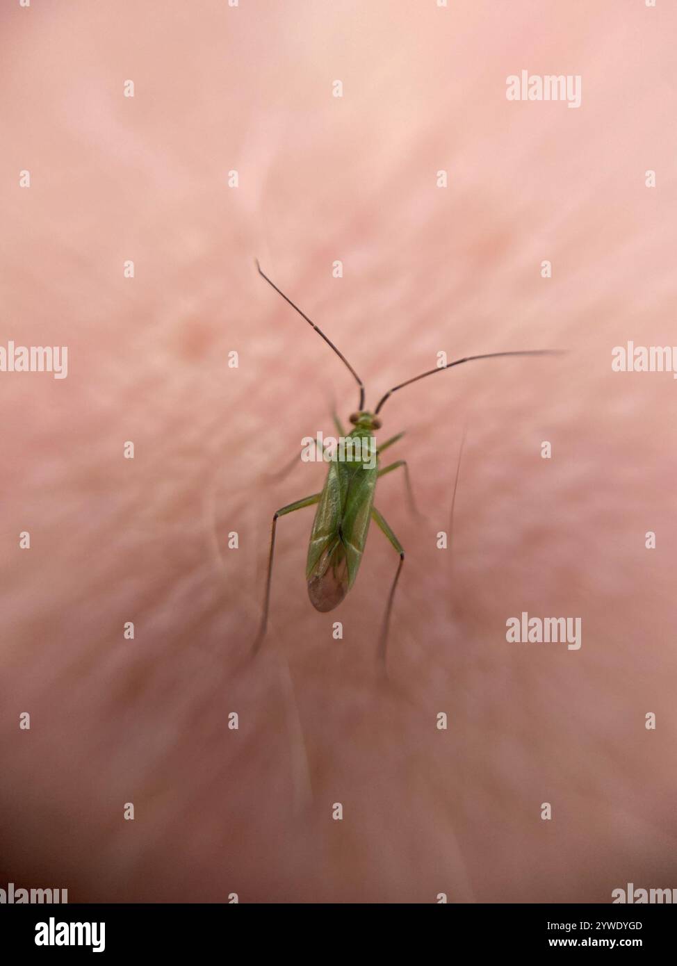 Black-kneed Capsid (Blepharidopterus angulatus Stock Photo - Alamy