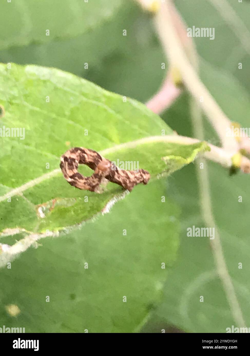 Geometer Moths (Geometridae Stock Photo - Alamy