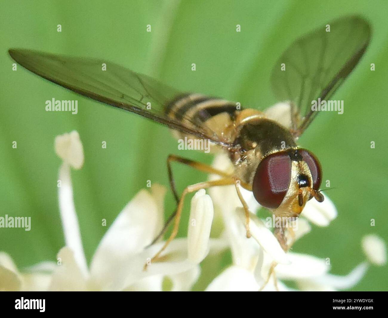 Cinctella hi-res stock photography and images - Alamy