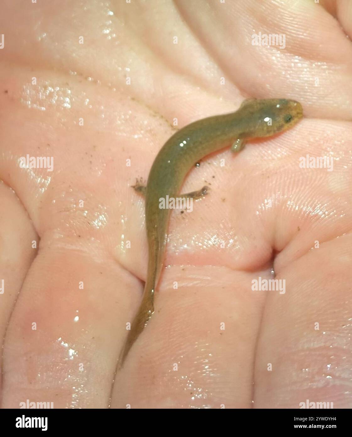 Red Salamander (Pseudotriton ruber Stock Photo - Alamy