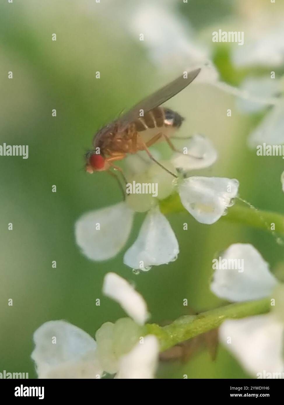 Scaptomyza hi-res stock photography and images - Alamy