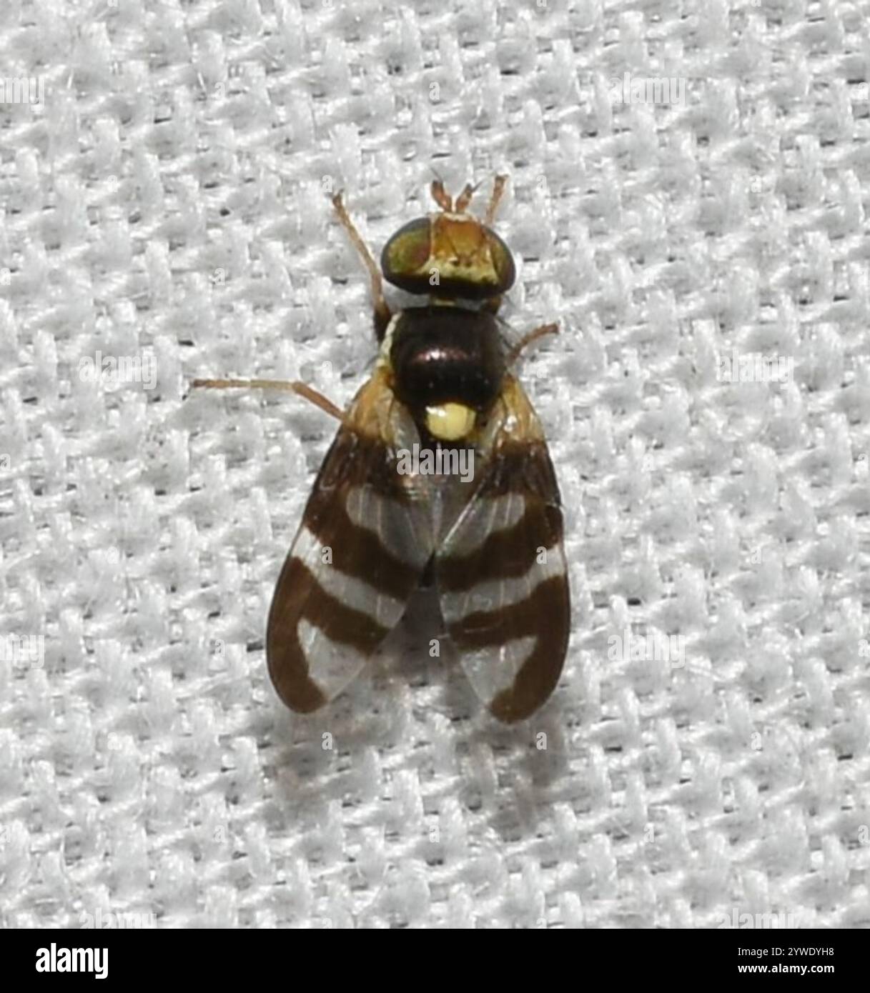 Four-barred Knapweed Gall Fly (Urophora quadrifasciata Stock Photo - Alamy
