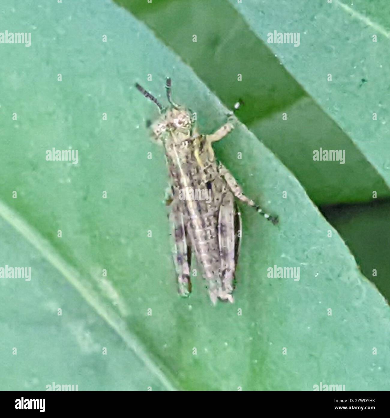 Short-horned Grasshoppers (Acrididae Stock Photo - Alamy