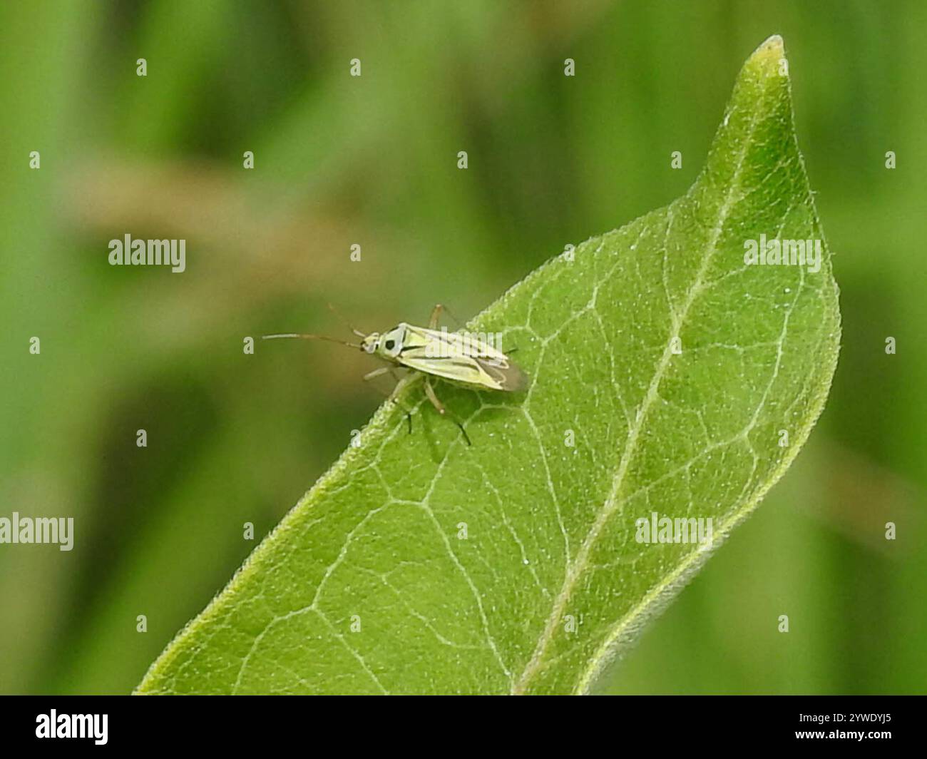 Two-spotted Grass Bug (Stenotus binotatus Stock Photo - Alamy