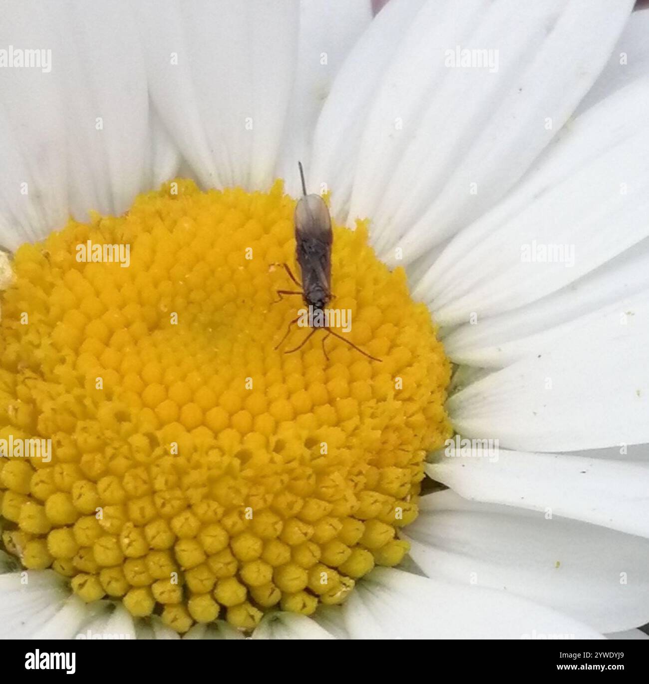 Bracon hi-res stock photography and images - Alamy