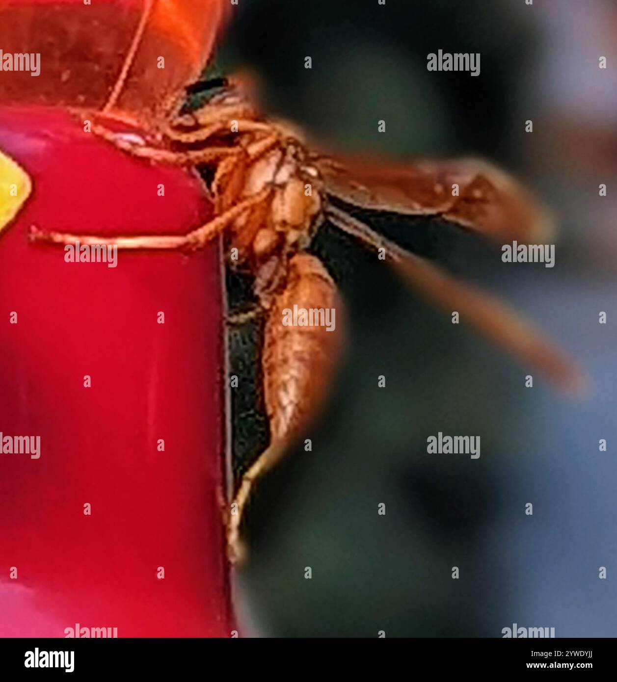 Neotropical Red Paper Wasp (Polistes canadensis Stock Photo - Alamy