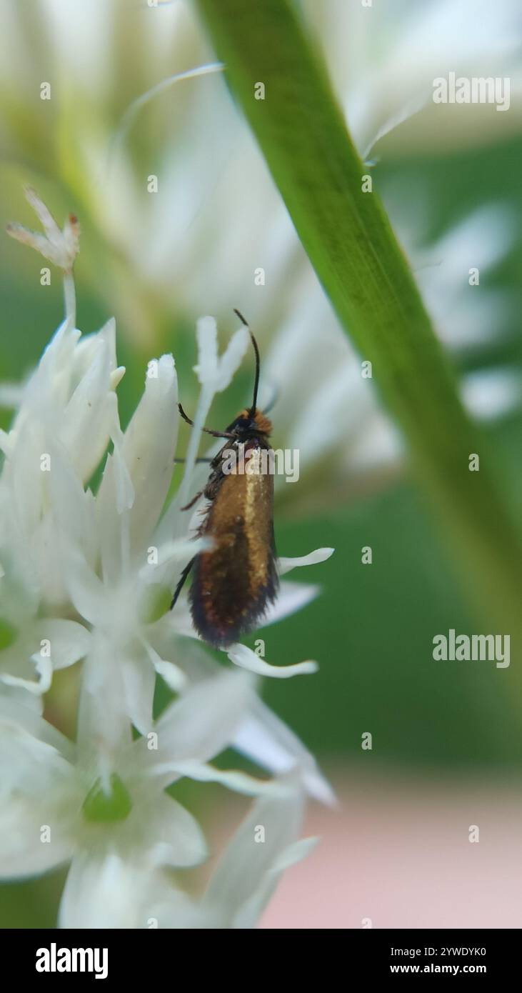 Mandibulate Archaic Moths (Micropterigoidea Stock Photo - Alamy