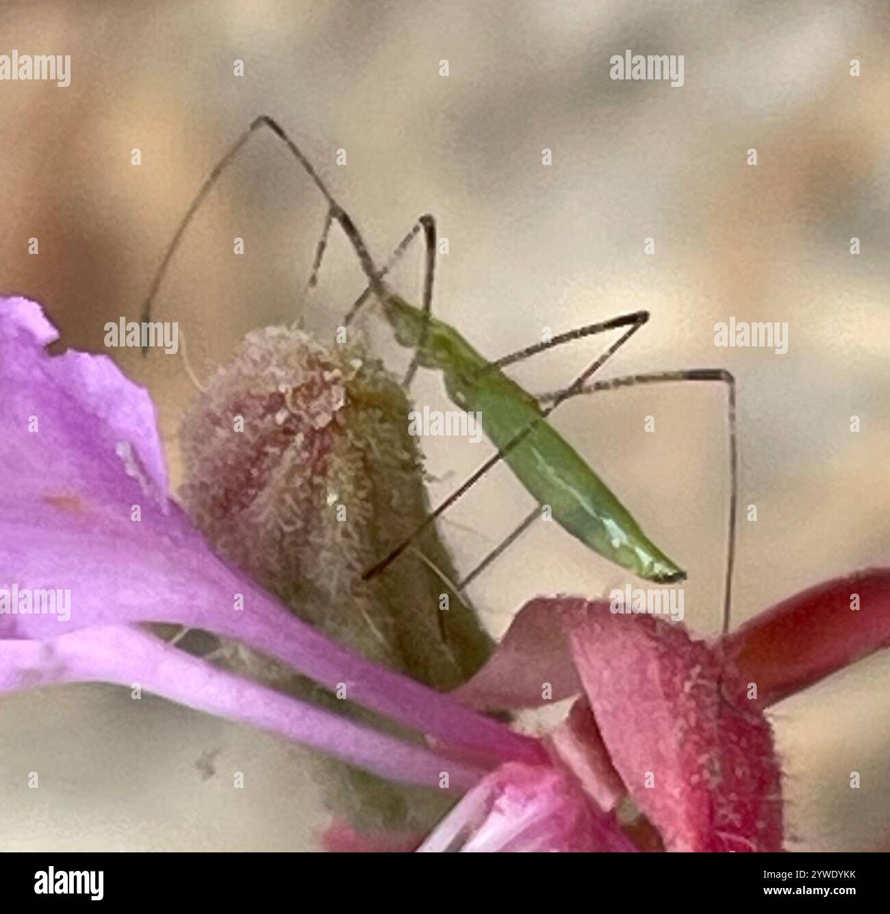 Stilt Bugs (Berytidae Stock Photo - Alamy