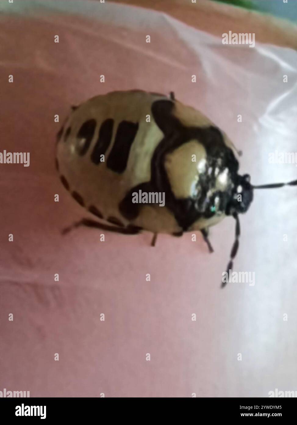 Pied shield bug (Tritomegas bicolor Stock Photo - Alamy