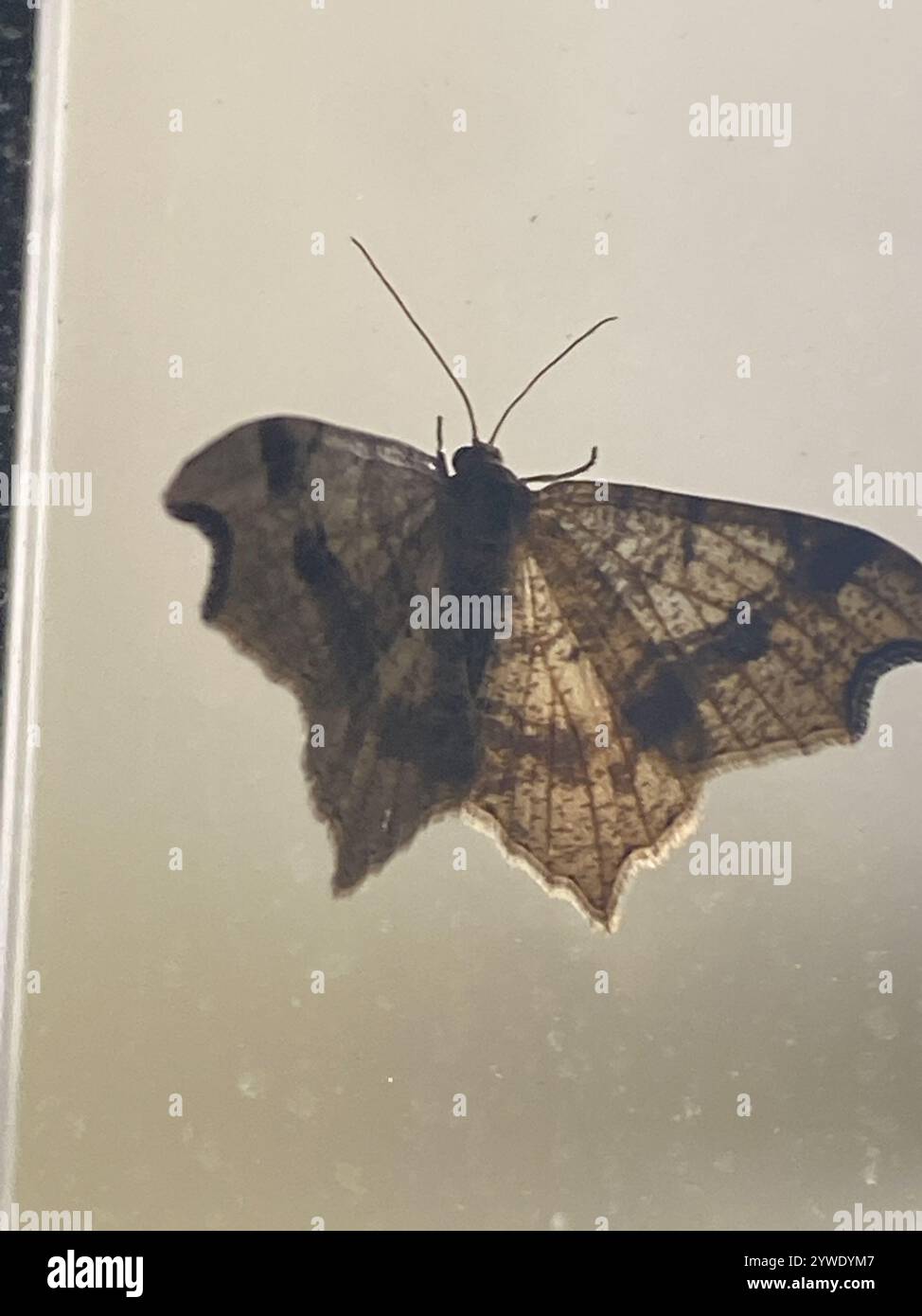 Sharp-angled Peacock Moth (Macaria alternata Stock Photo - Alamy