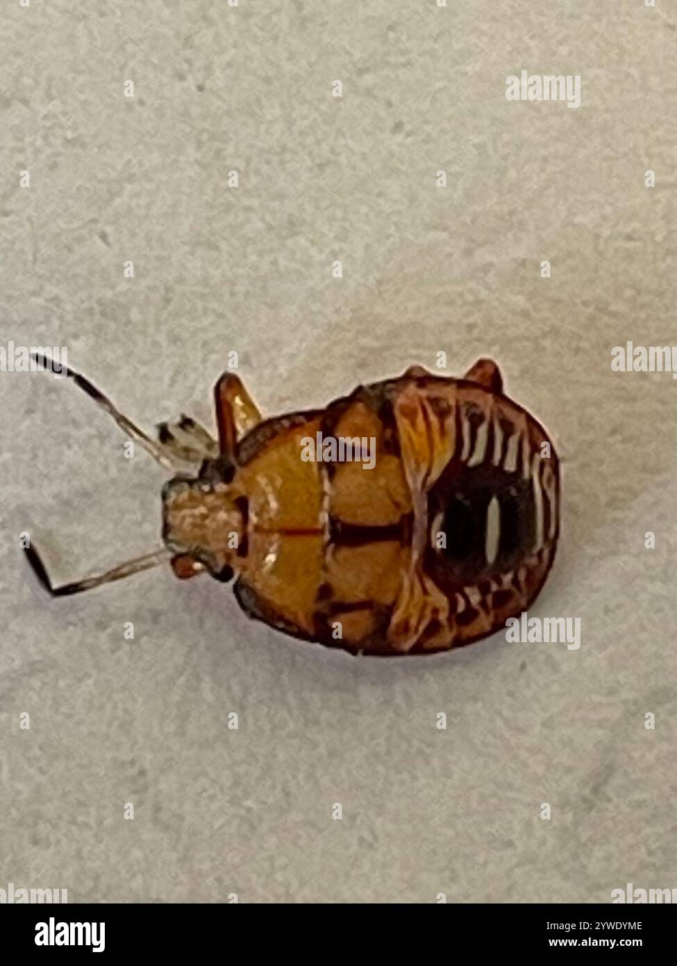 Stink Bugs, Shield Bugs, and Allies (Pentatomoidea Stock Photo - Alamy