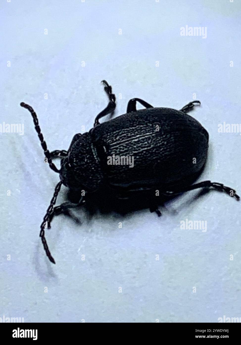 black-punctured leaf beetle (Galeruca tanaceti Stock Photo - Alamy