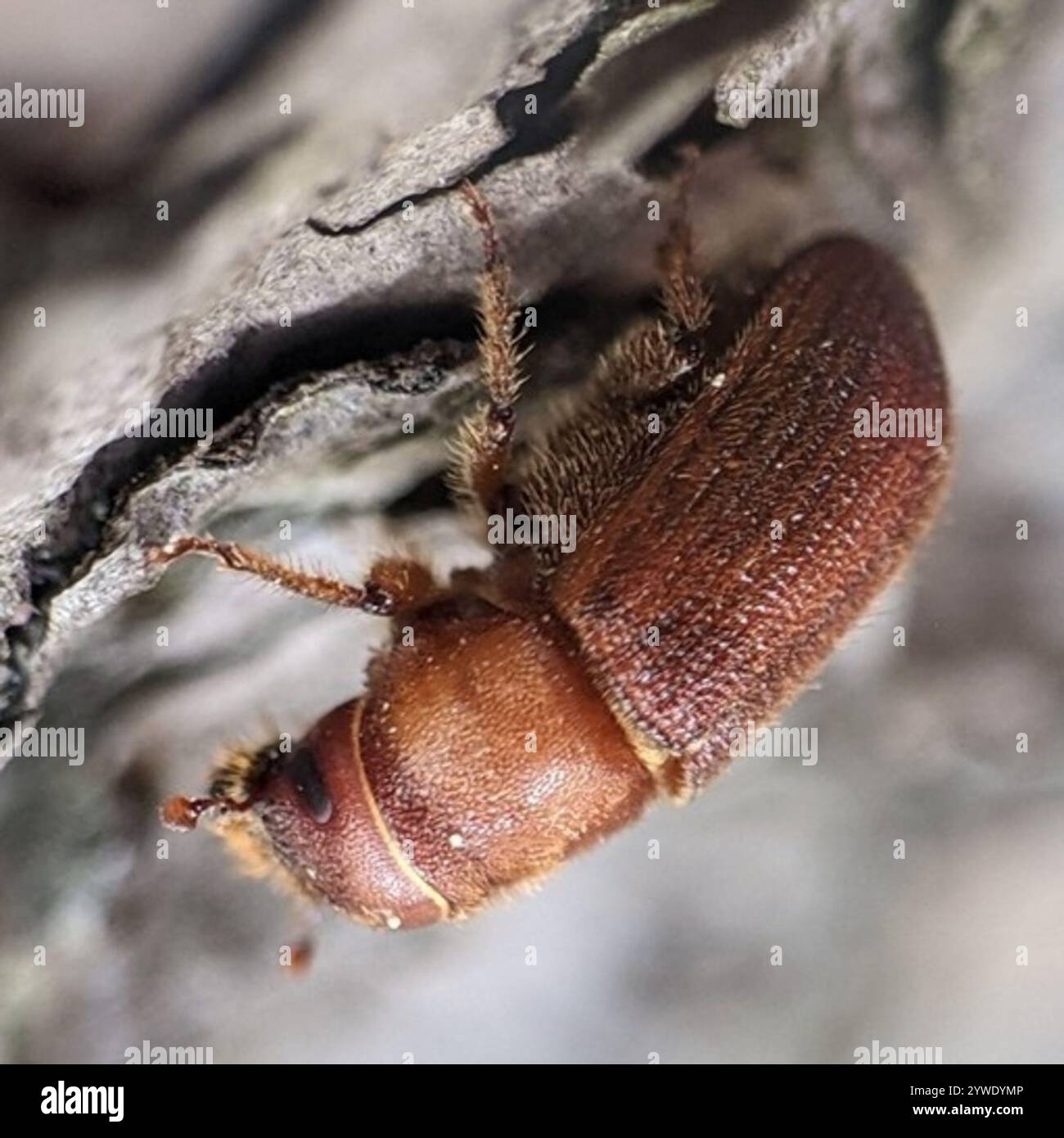 Red turpentine beetle hi-res stock photography and images - Alamy