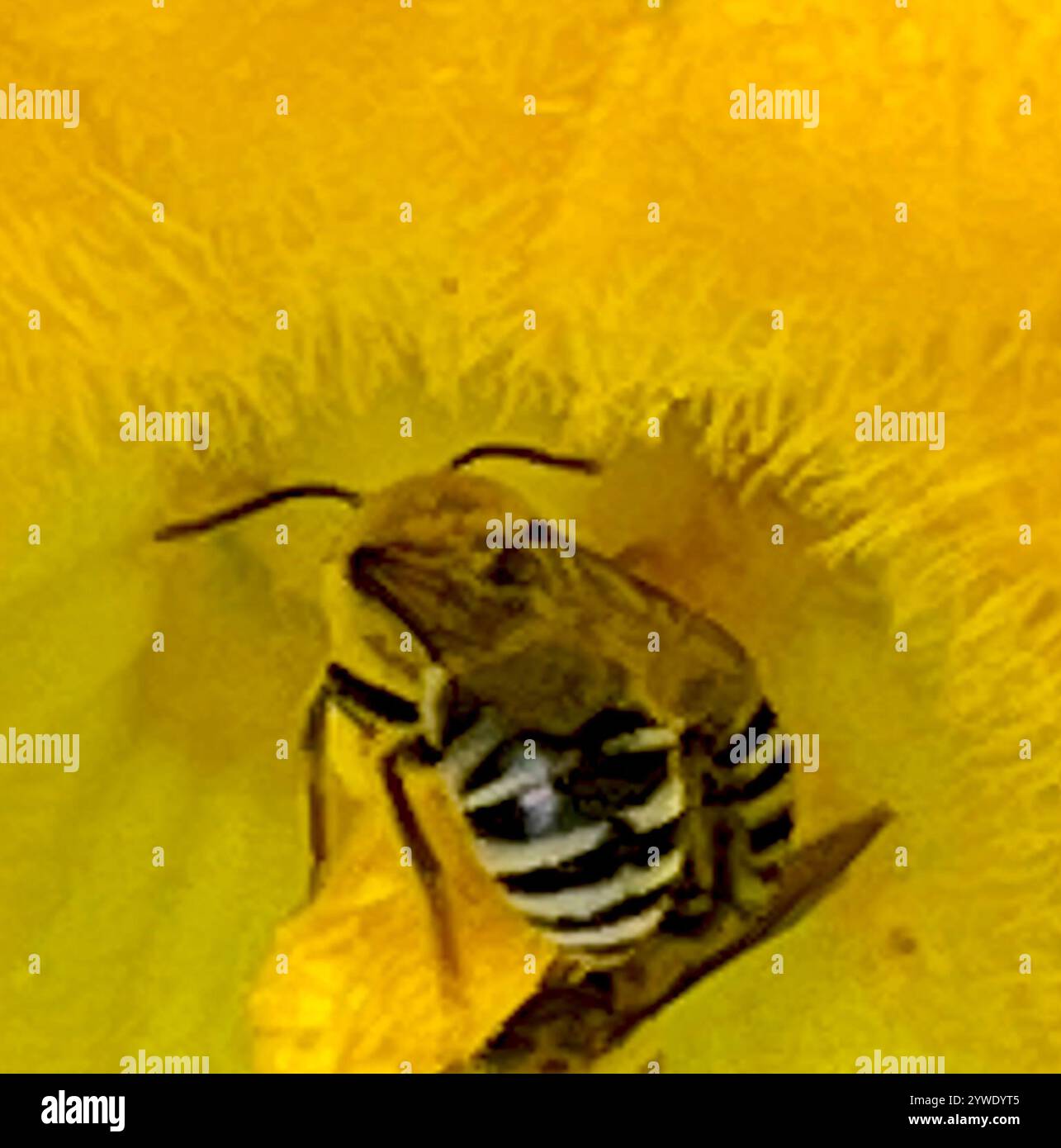 Pruinose Squash Bee (Peponapis pruinosa Stock Photo - Alamy
