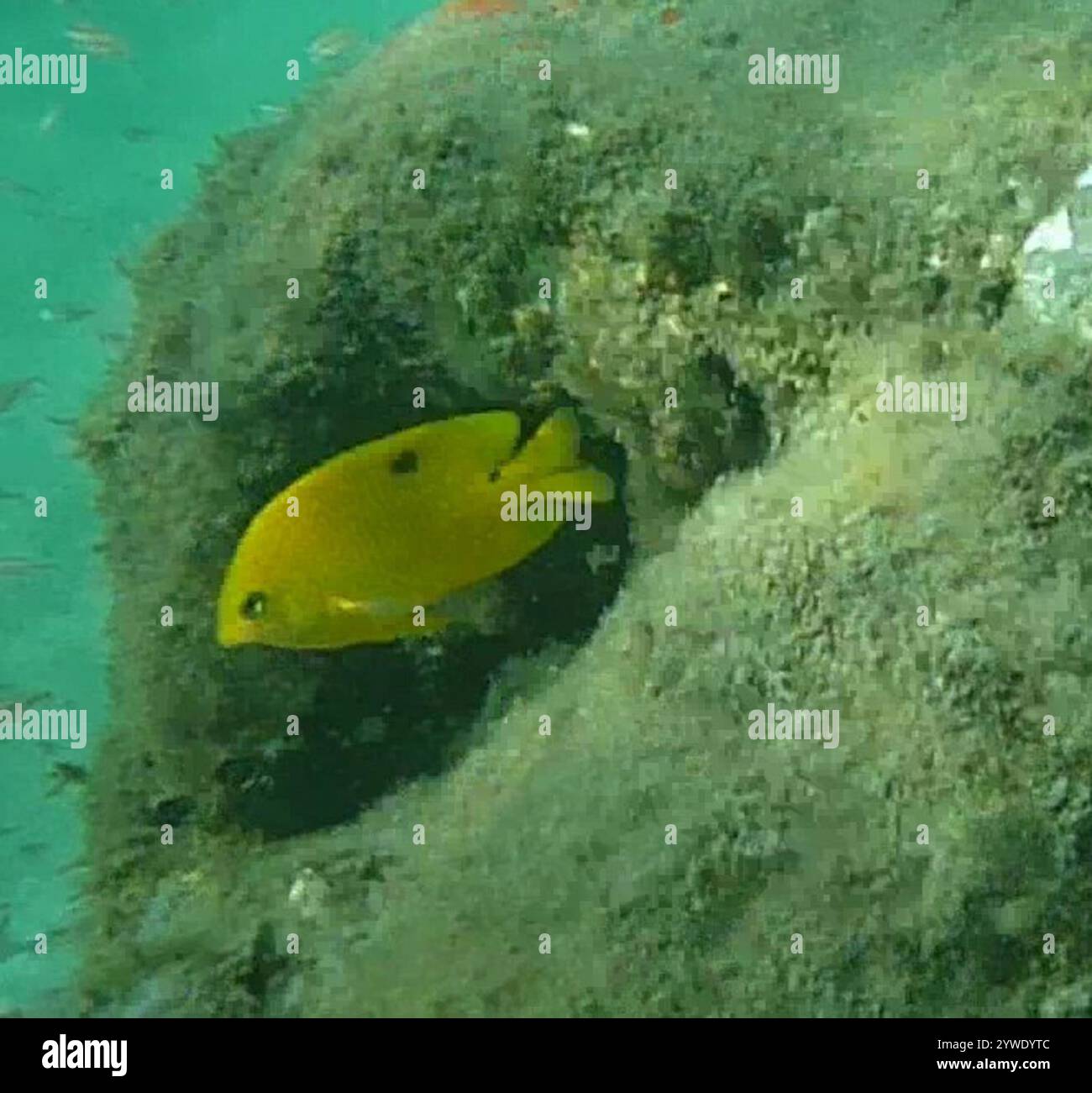 Threespot Damselfish (Stegastes planifrons Stock Photo - Alamy