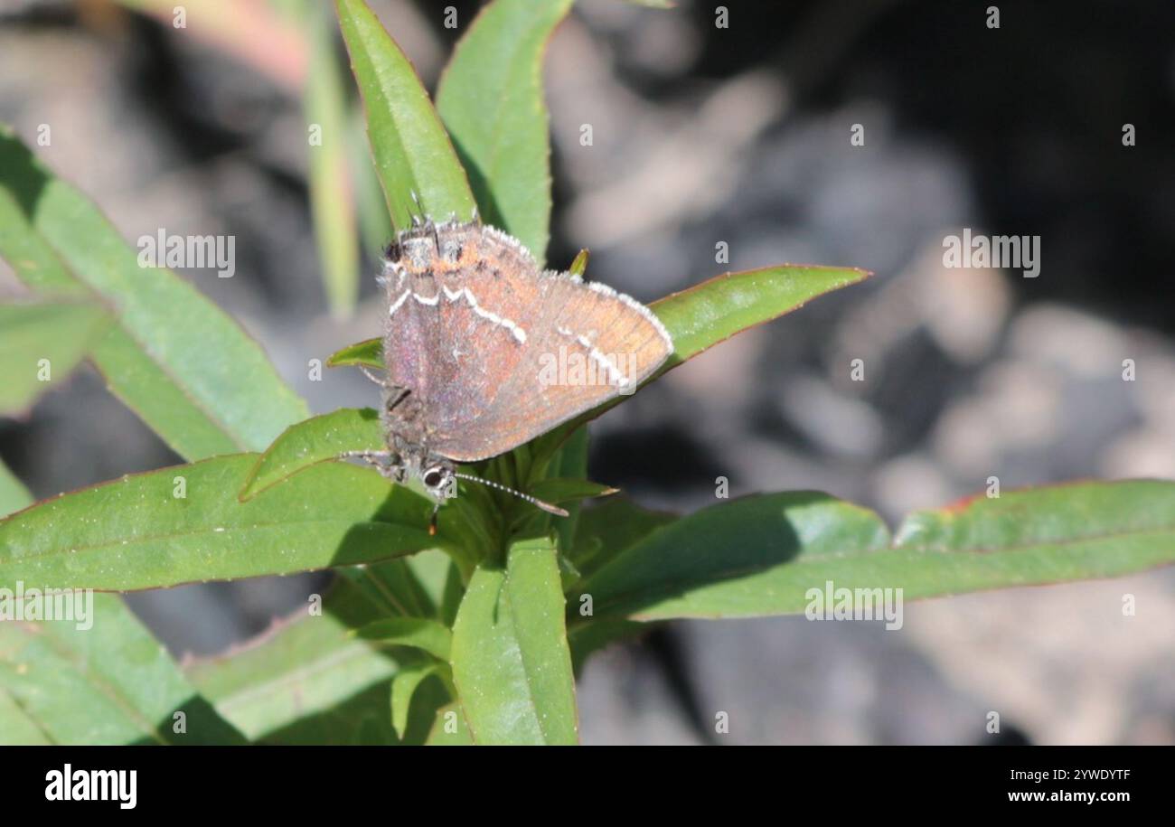 Callophrys spinetorum hi-res stock photography and images - Alamy