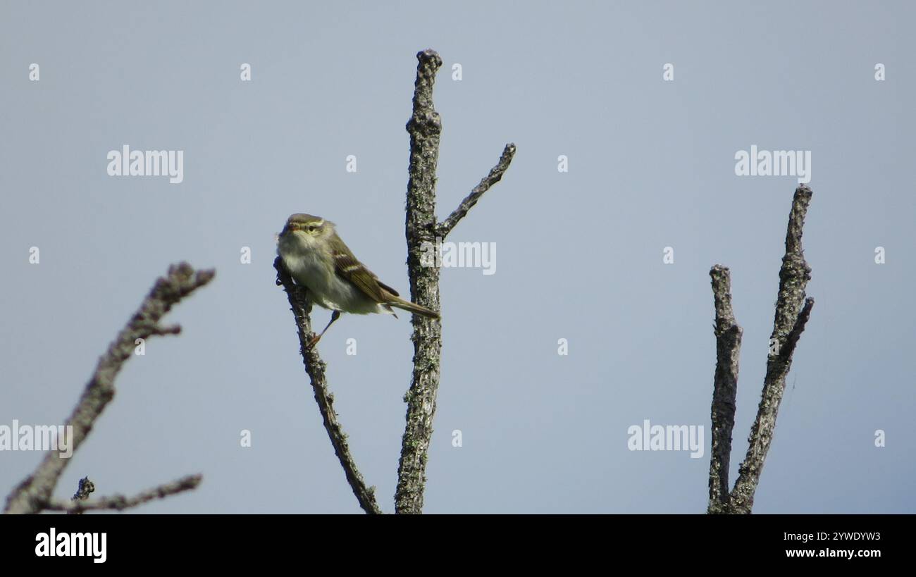 Greenish Warbler (Phylloscopus trochiloides Stock Photo - Alamy