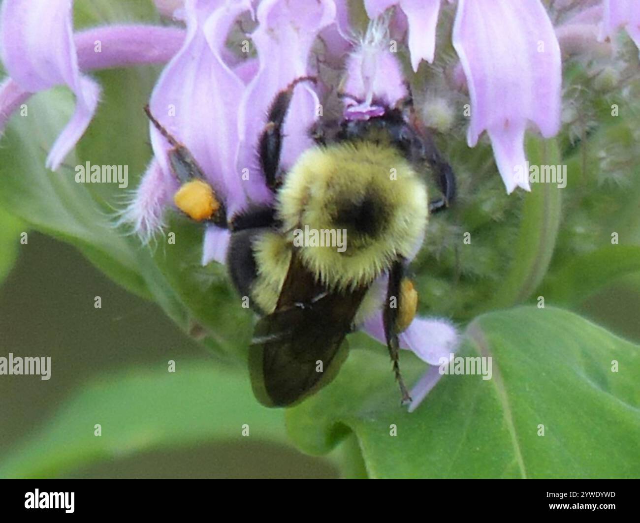 Two-spotted Bumble Bee (Bombus bimaculatus Stock Photo - Alamy