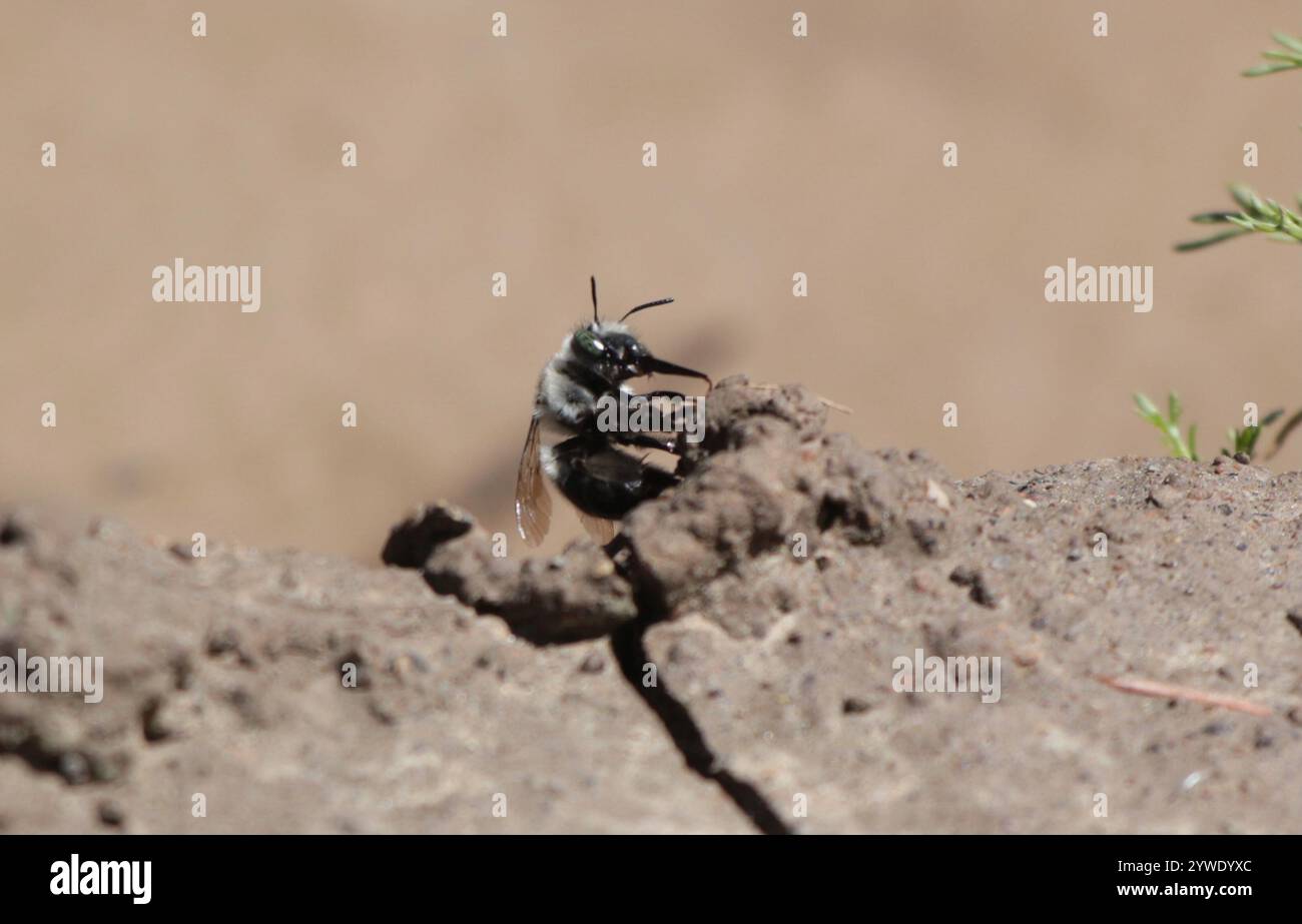 Digger Bees (Anthophorini Stock Photo - Alamy