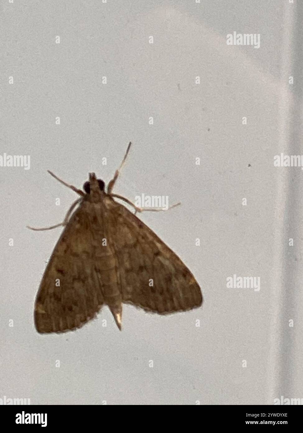 Grass Webworm Moth (Herpetogramma licarsisalis Stock Photo - Alamy