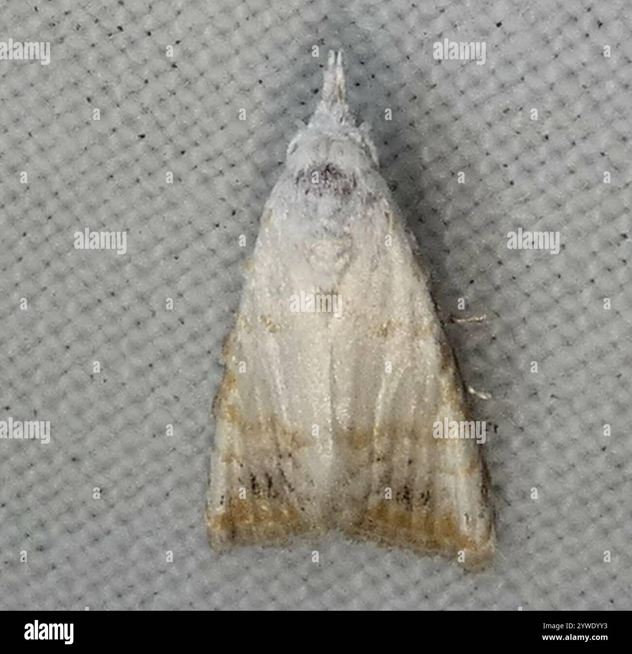 Sorghum Webworm Moth (Nola cereella Stock Photo - Alamy