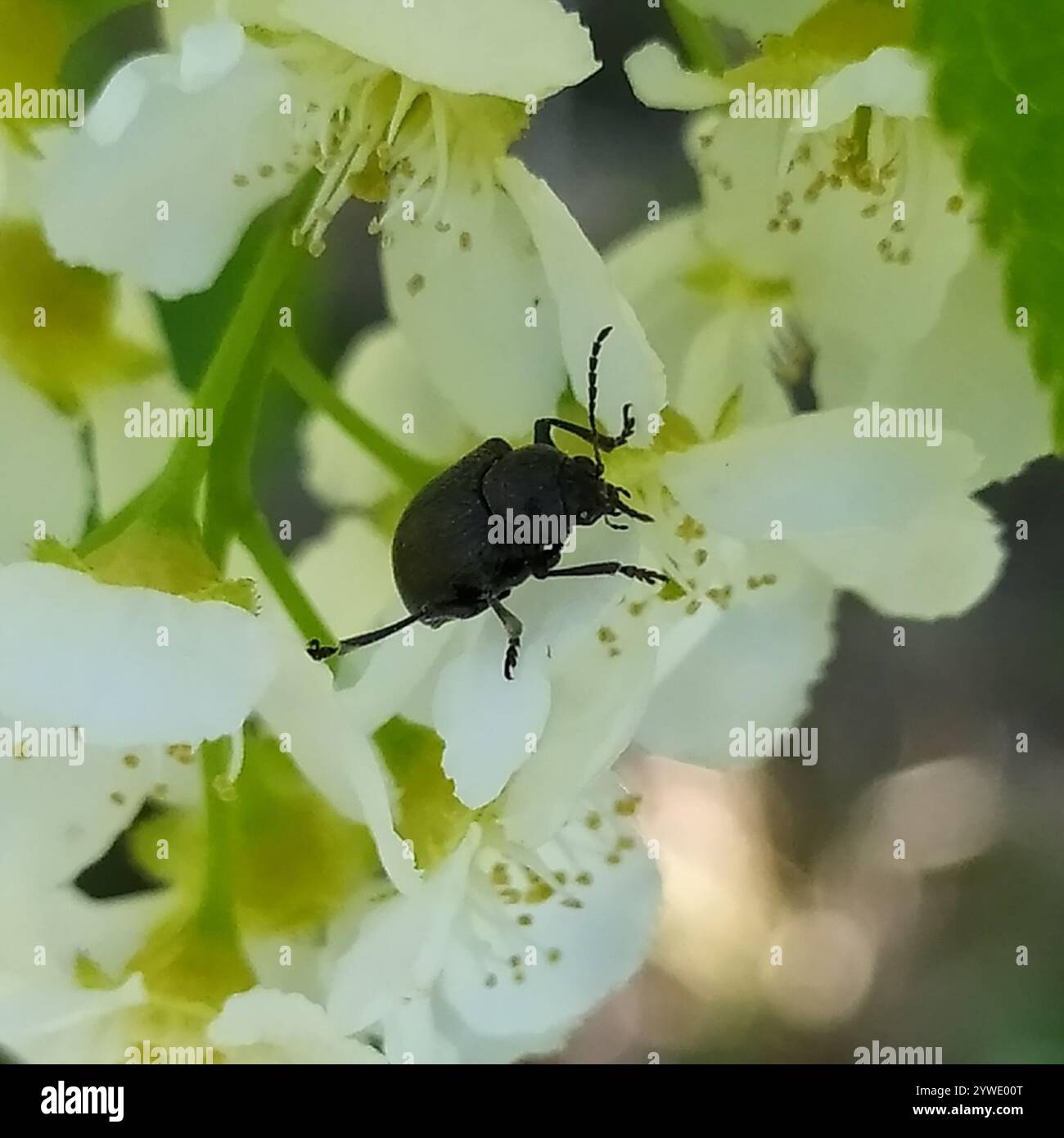 Western Grape Rootworm (Bromius obscurus Stock Photo - Alamy