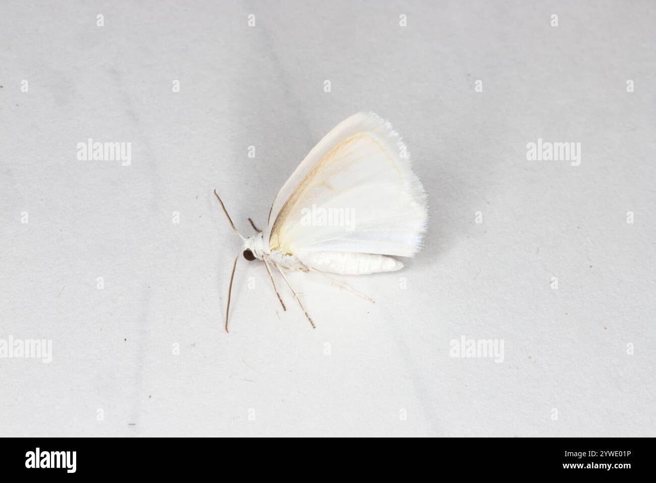 White Spring Moth (Lomographa vestaliata Stock Photo - Alamy