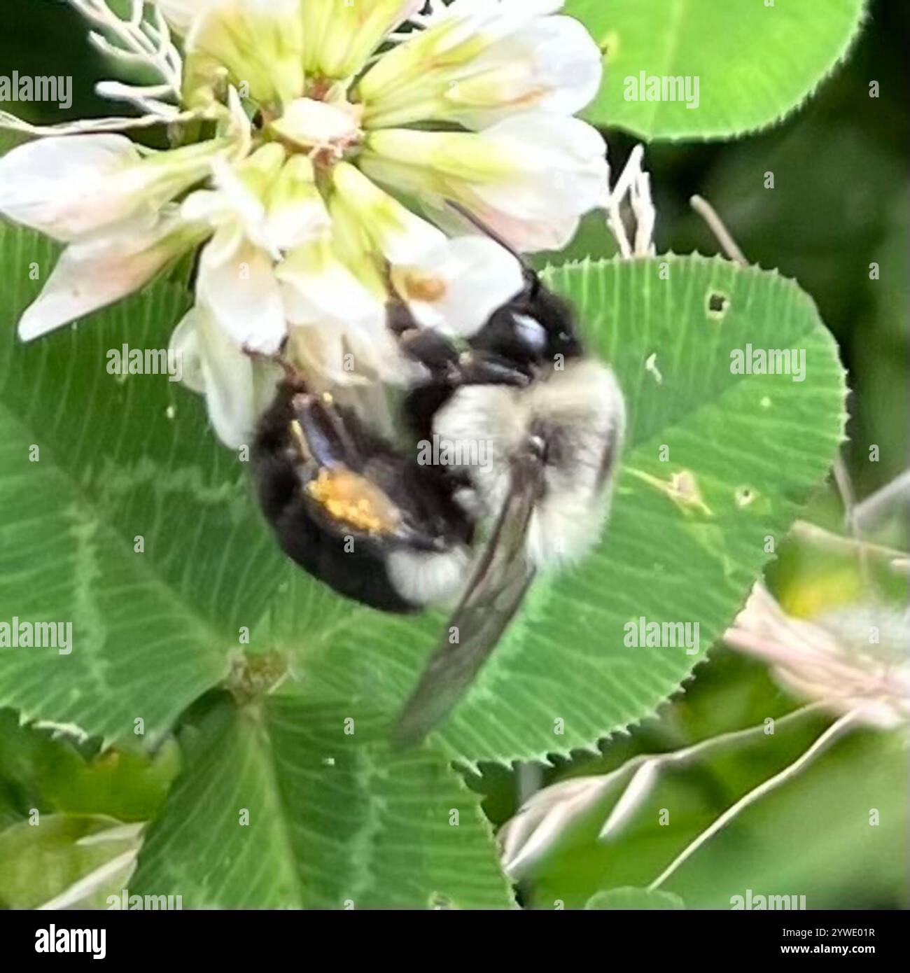 Common Eastern Bumble Bee (Bombus impatiens Stock Photo - Alamy