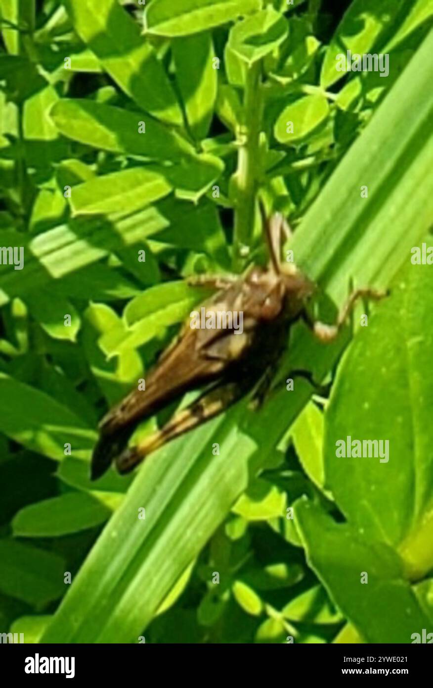 Green-striped Grasshopper (Chortophaga viridifasciata Stock Photo - Alamy