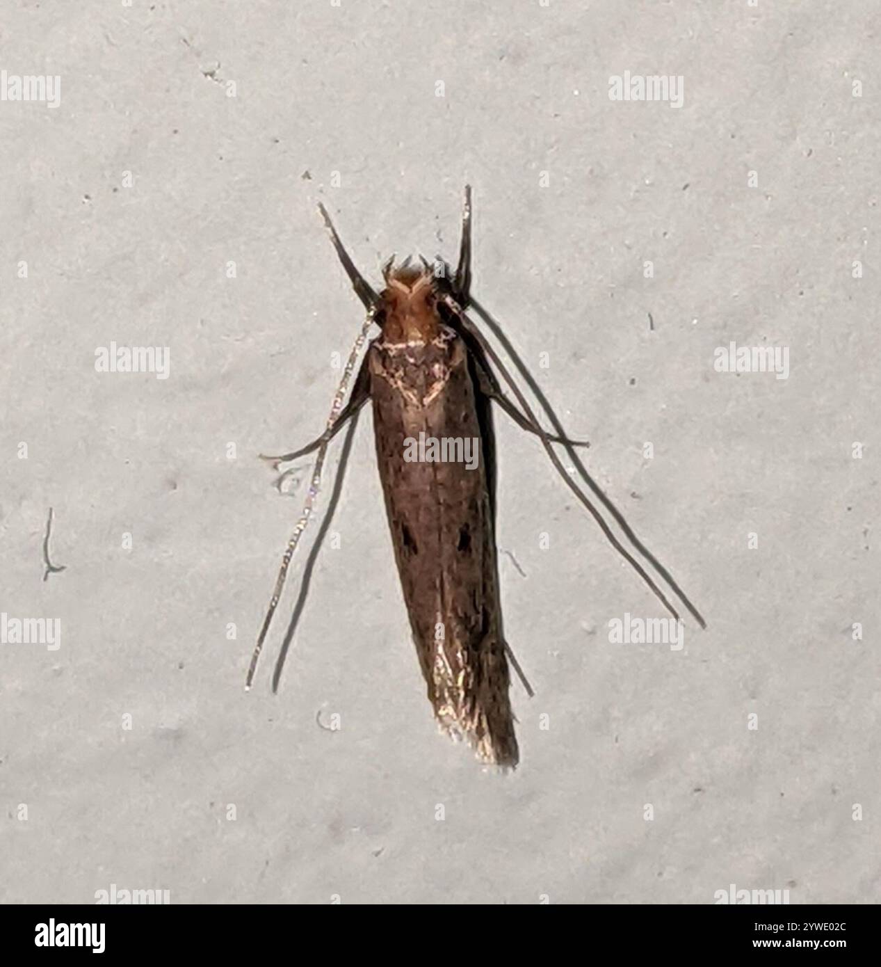 Case-bearing Clothes Moth (Tinea pellionella Stock Photo - Alamy