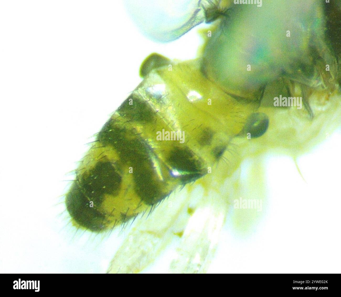 Mycodrosophila hi-res stock photography and images - Alamy