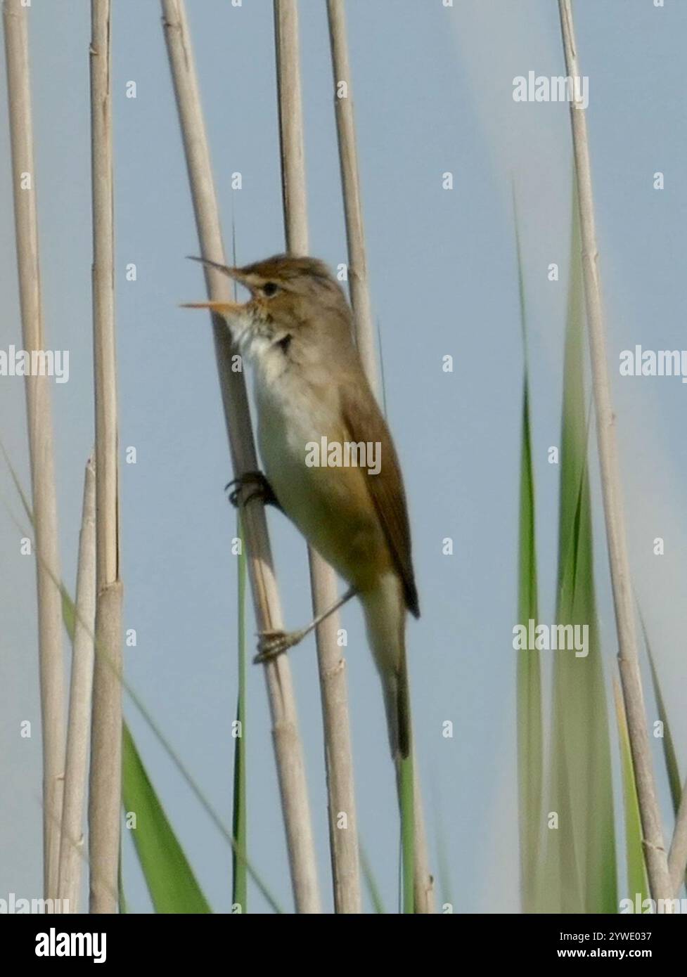 Common Reed Warbler (Acrocephalus scirpaceus Stock Photo - Alamy
