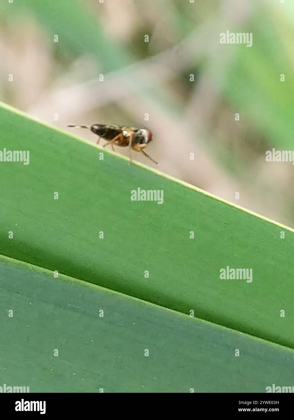 Banded-wing Flies (Chaetopsis Stock Photo - Alamy