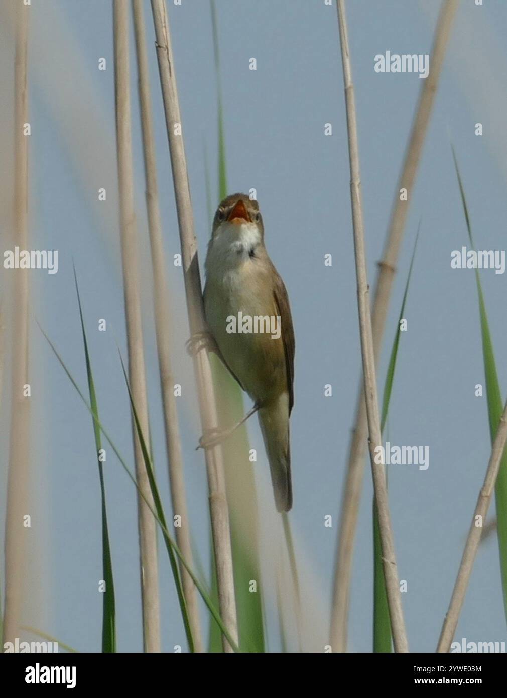 Common Reed Warbler (Acrocephalus scirpaceus Stock Photo - Alamy