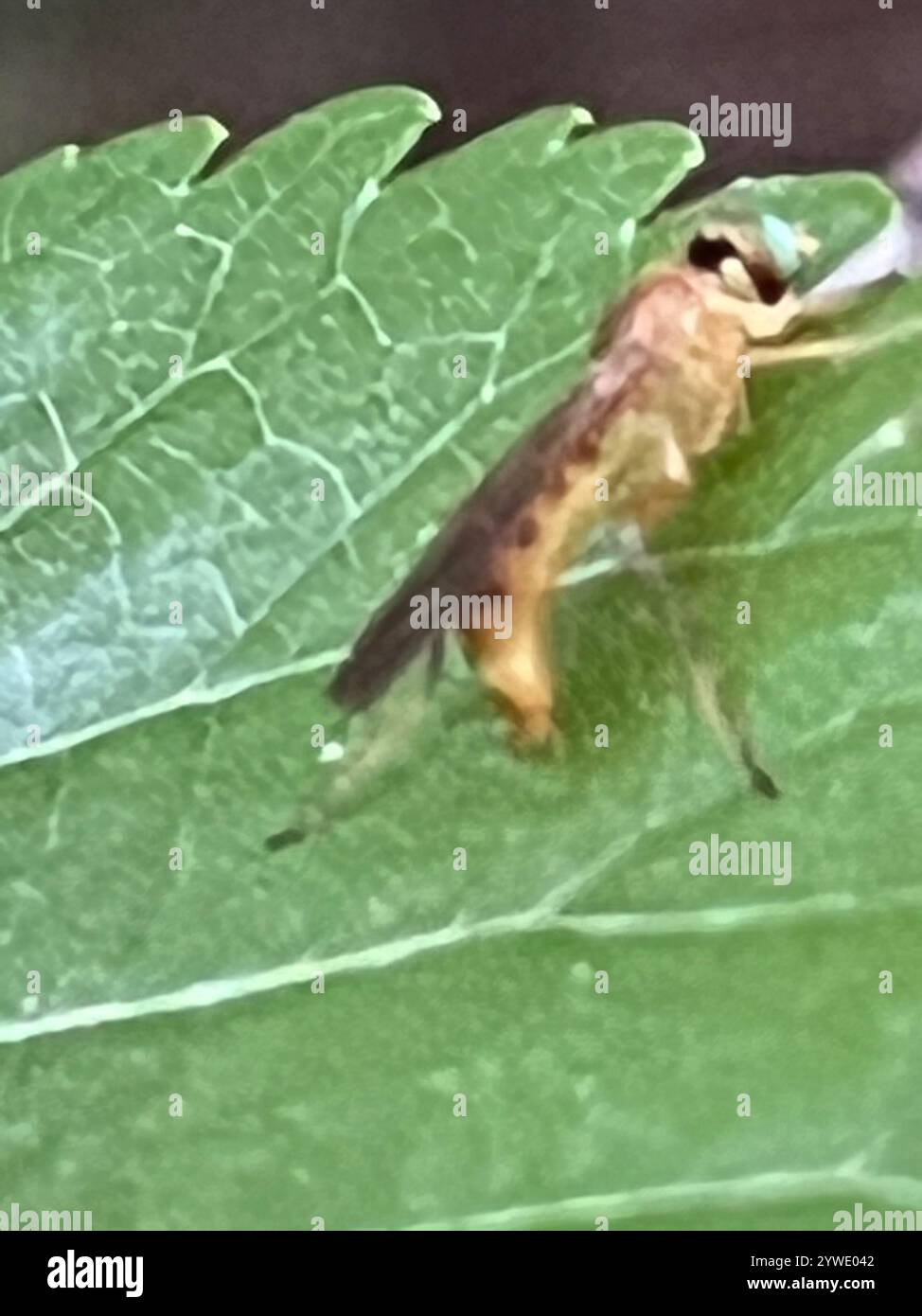 Compost Fly (Ptecticus trivittatus Stock Photo - Alamy