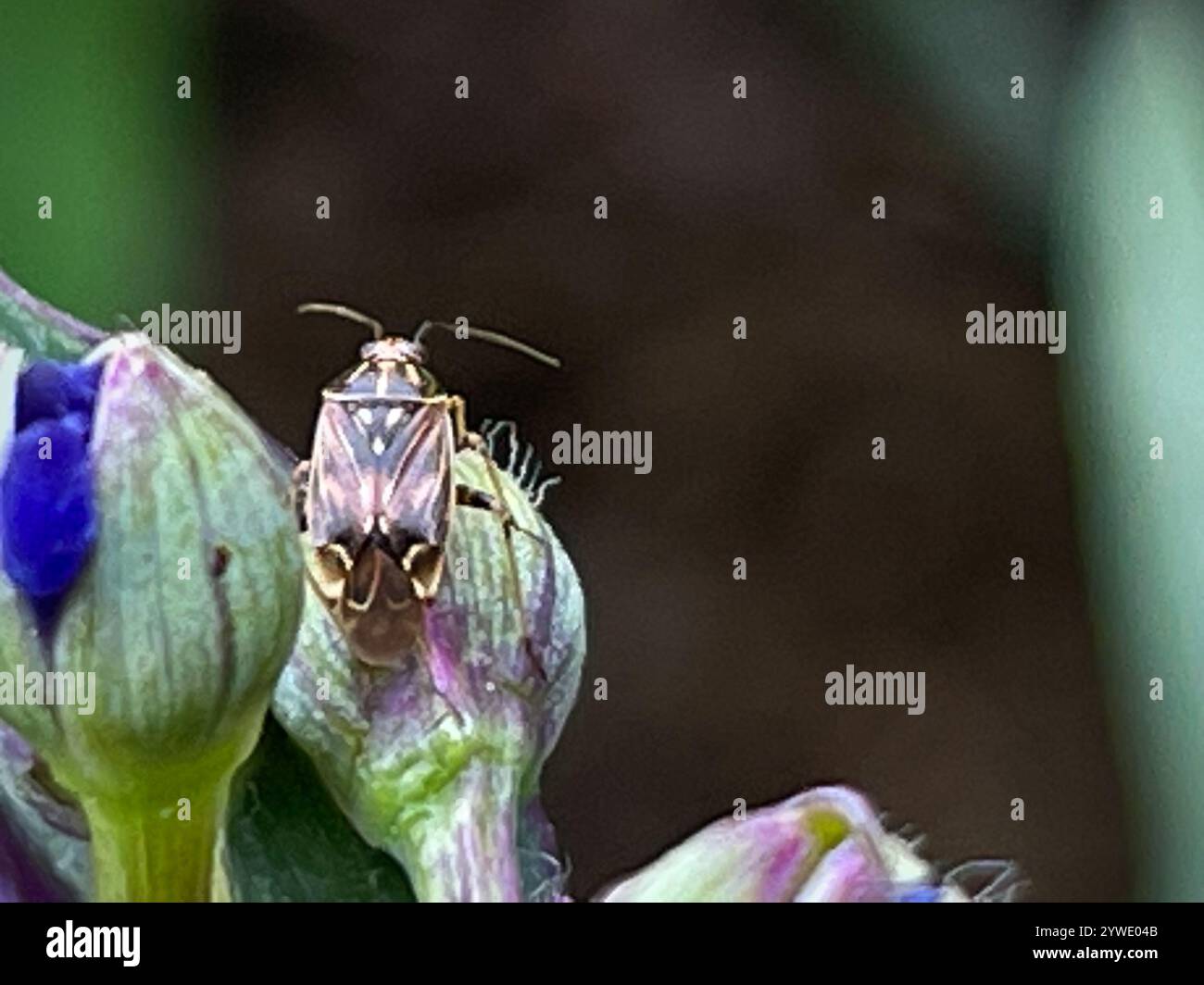 North American Tarnished Plant Bug (Lygus lineolaris Stock Photo - Alamy