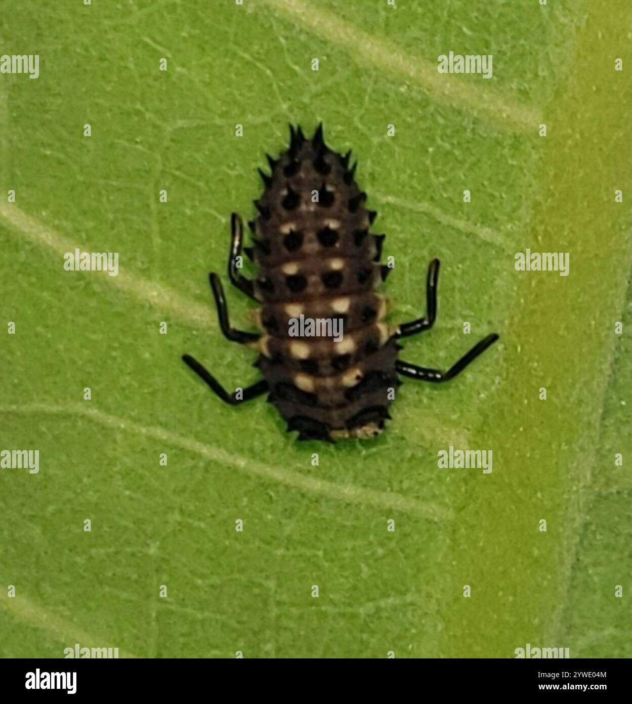 Fifteen-spotted Lady Beetle (Anatis labiculata Stock Photo - Alamy