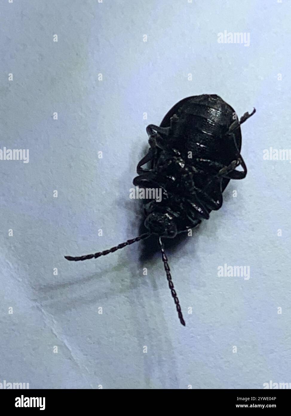 black-punctured leaf beetle (Galeruca tanaceti Stock Photo - Alamy