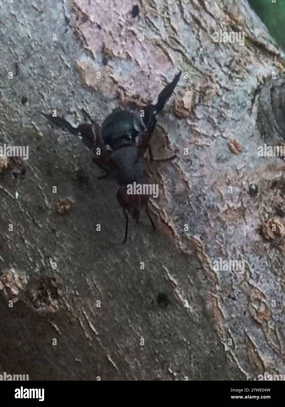 Common Picture-winged Fly (Delphinia picta Stock Photo - Alamy