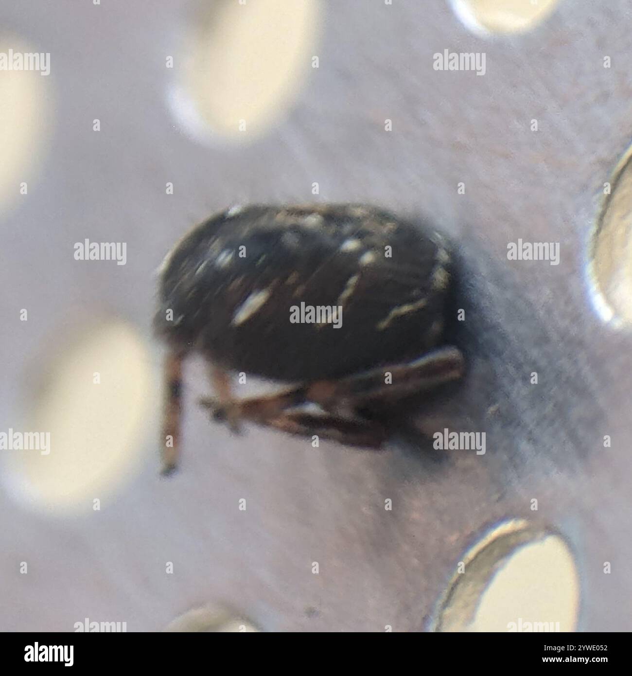 Golden Jumping Spider (Paraphidippus aurantius Stock Photo - Alamy