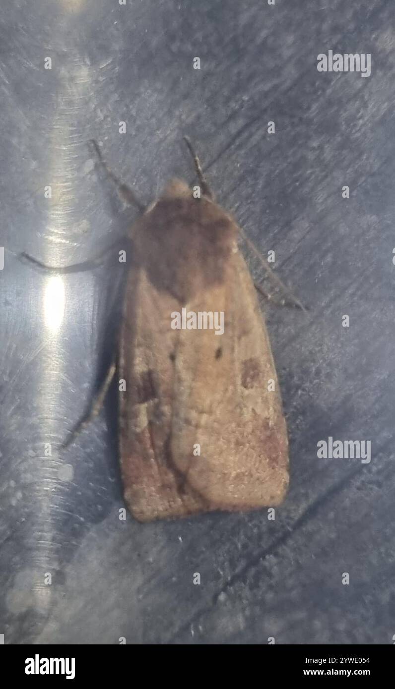 Small Square-spot (Diarsia rubi Stock Photo - Alamy