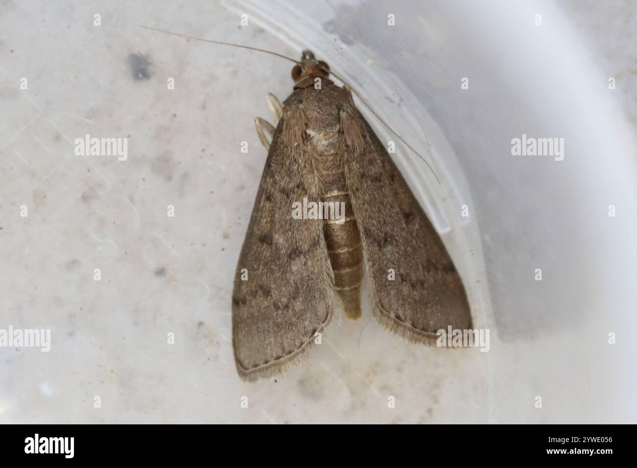 Grass Webworm Moth (Herpetogramma licarsisalis Stock Photo - Alamy