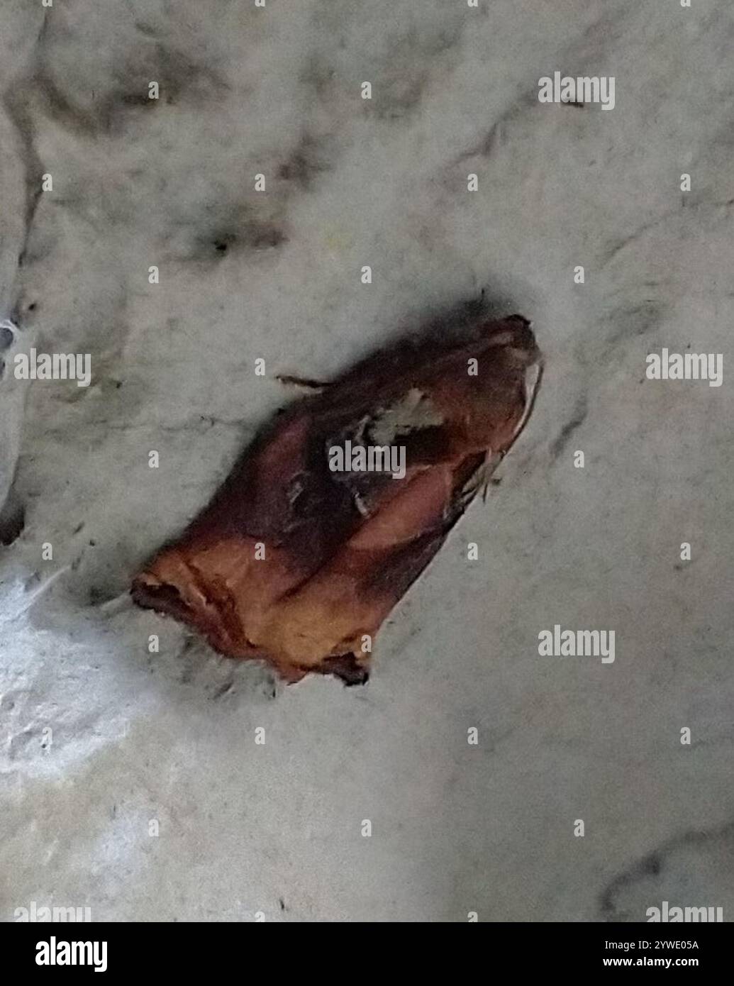 Archips podana hi-res stock photography and images - Alamy