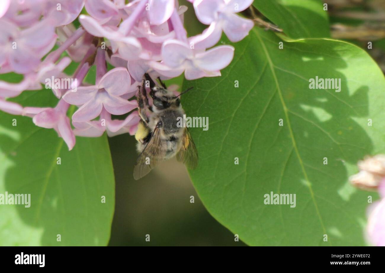 Pacific Digger Bee (Anthophora pacifica Stock Photo - Alamy