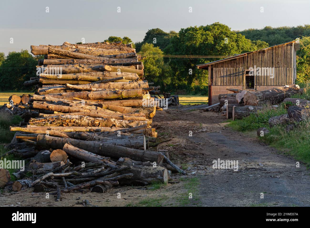 A pile of logs and a rustic wooden shack during the golden hour in the ...