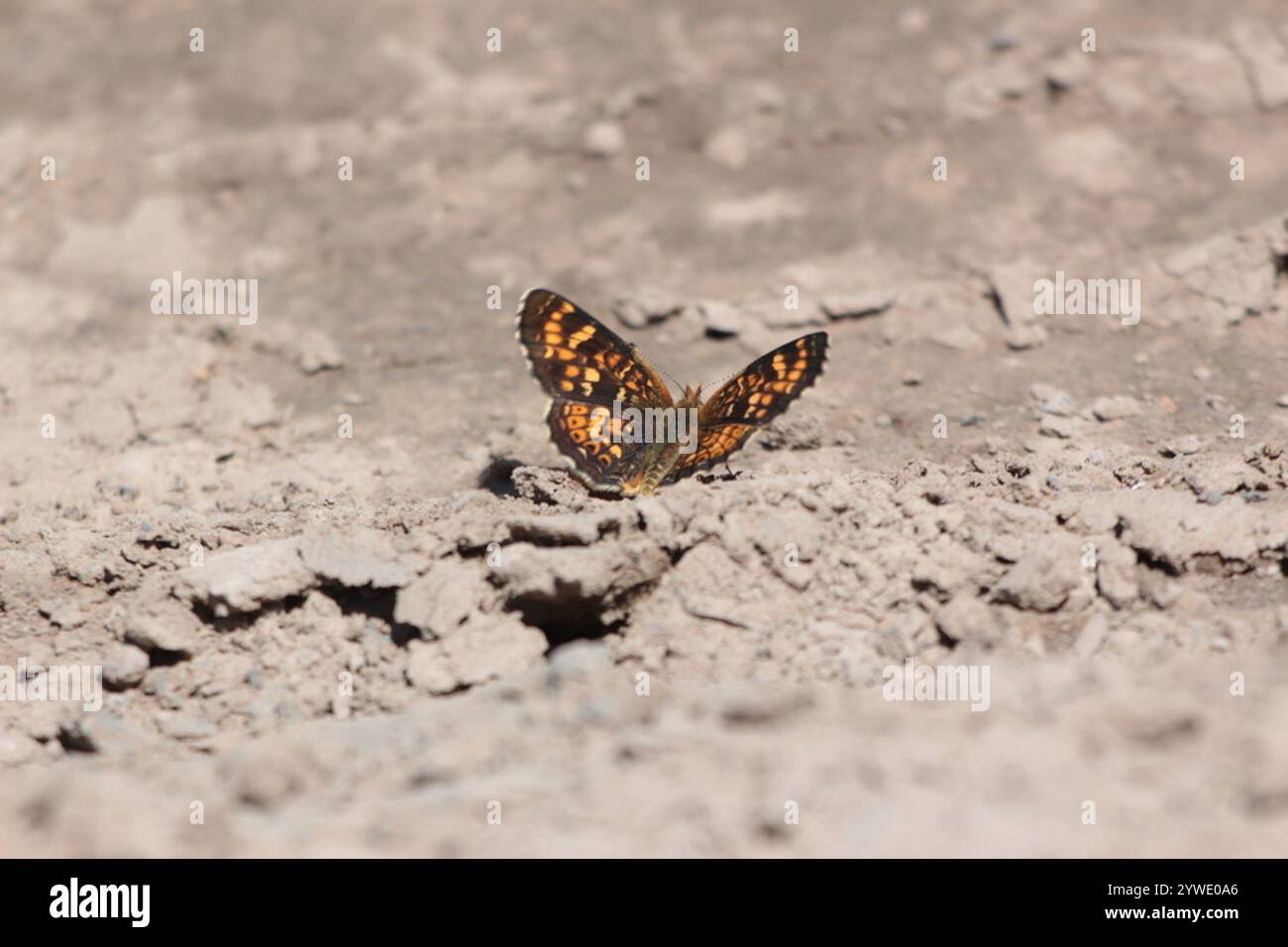 Field Crescent (Phyciodes pulchella Stock Photo - Alamy