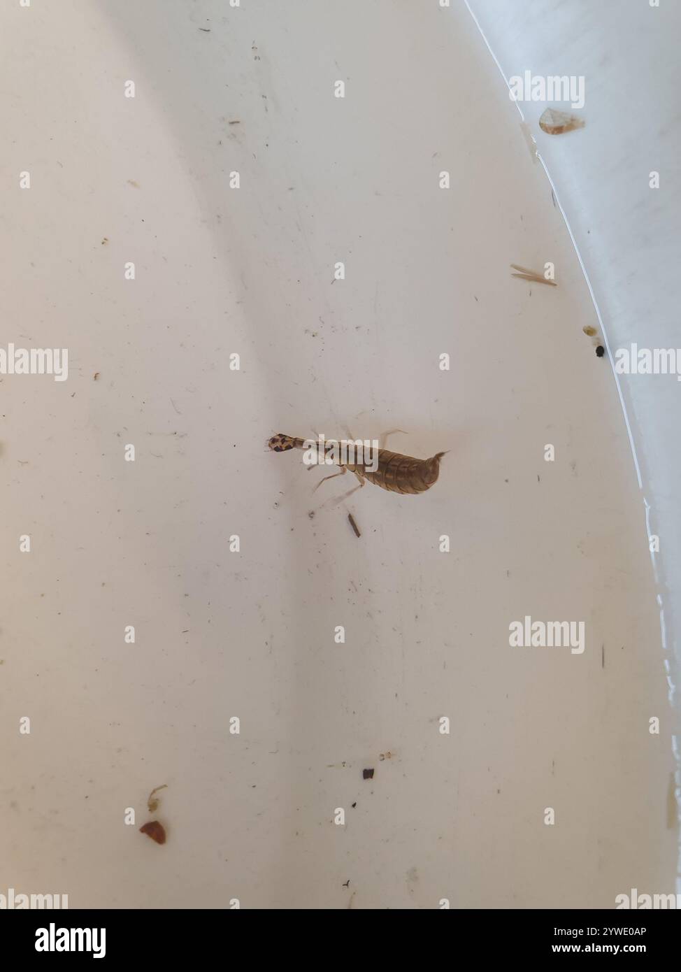 Lesser Diving-beetle (Acilius sulcatus Stock Photo - Alamy