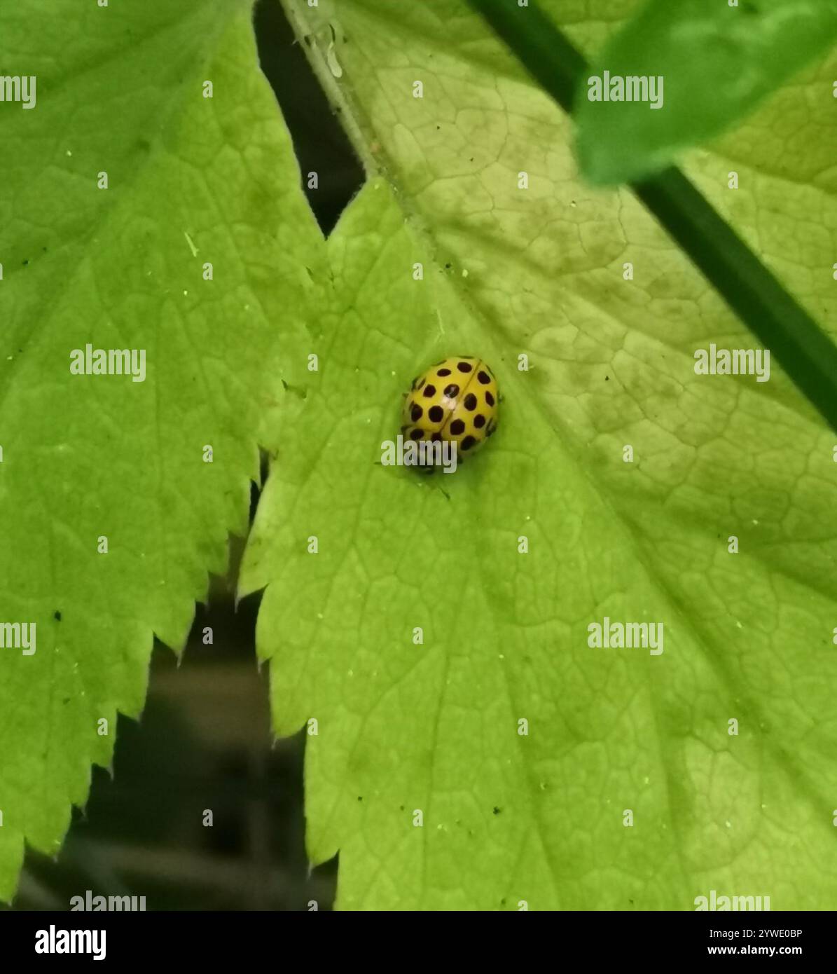 22-spot Ladybird (Psyllobora vigintiduopunctata Stock Photo - Alamy